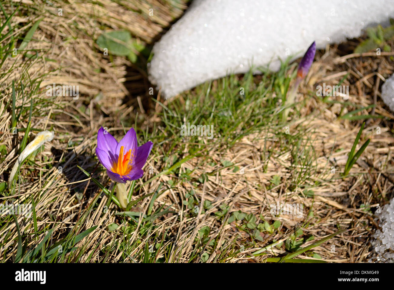 New born flowers (Crocus) and melting snow in spring. Close up and ...
