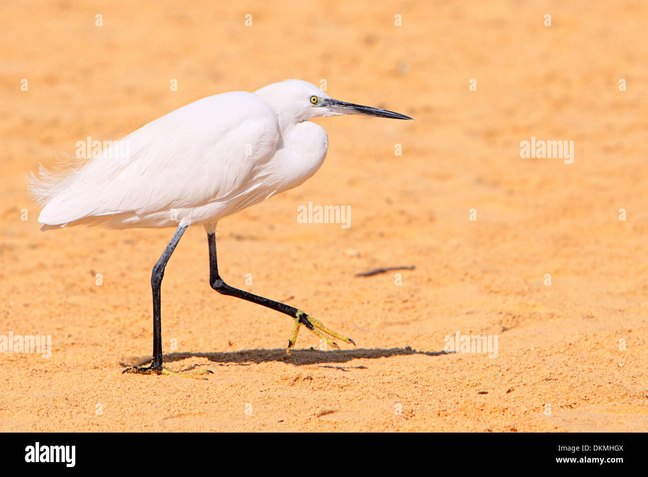 Types of egrets hi-res stock photography and images - Alamy