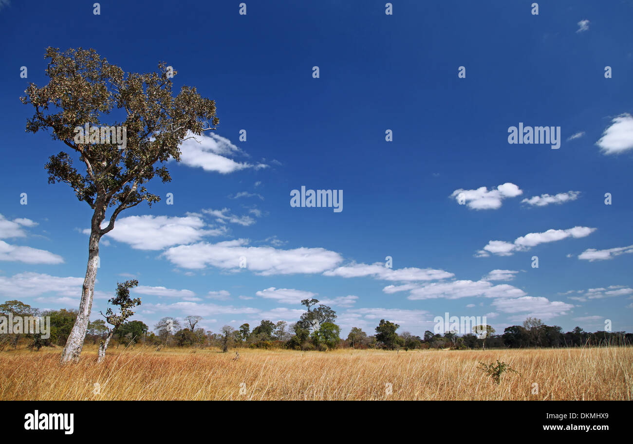 Kafue national park hi-res stock photography and images - Alamy