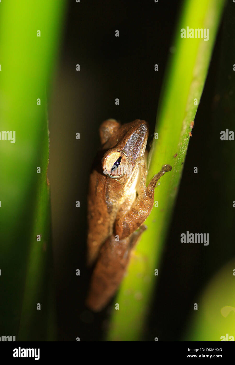 Frog of thailand hi-res stock photography and images - Alamy