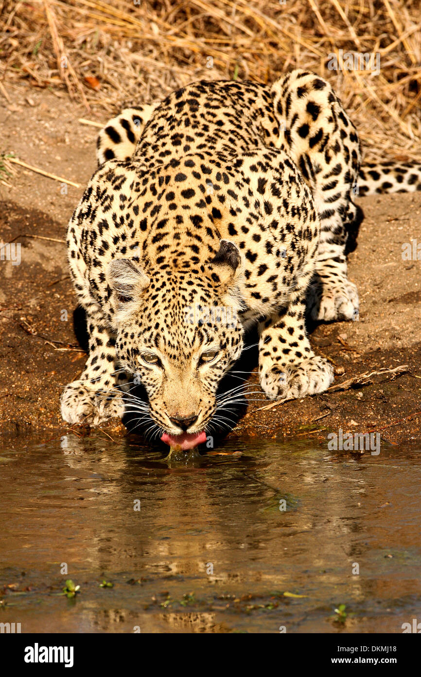 Leopard drinking hi-res stock photography and images - Alamy