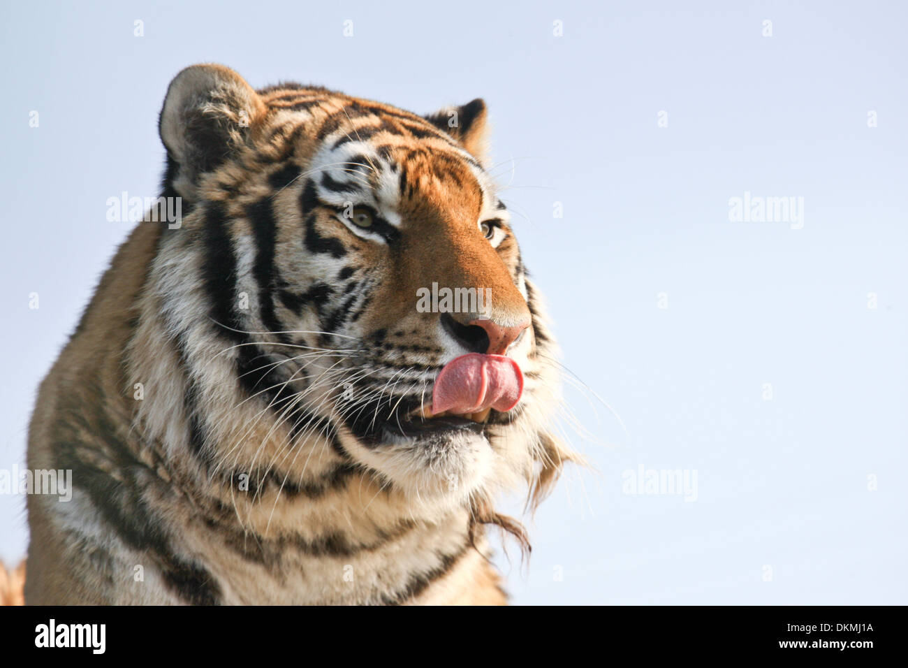 Tiger at the Wildlife Heritage Foundation - Captive Stock Photo - Alamy