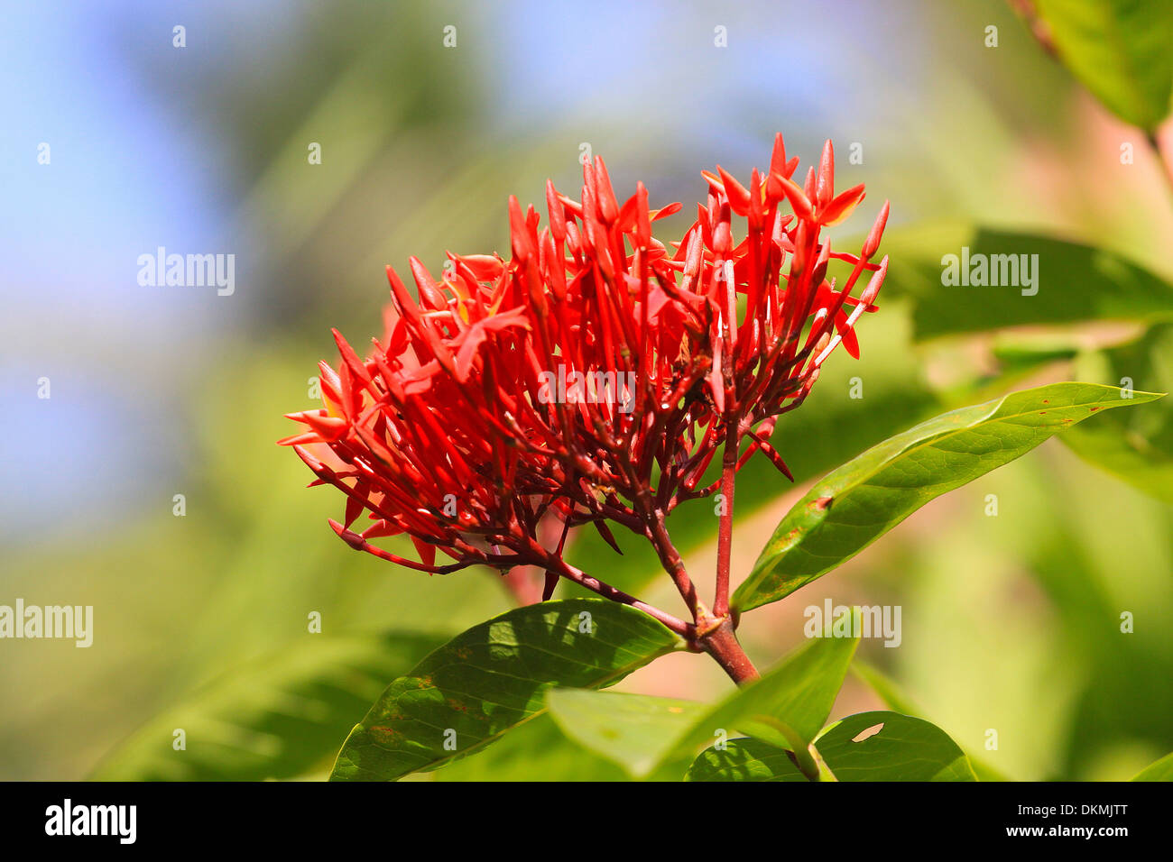 Red needle hi-res stock photography and images - Alamy