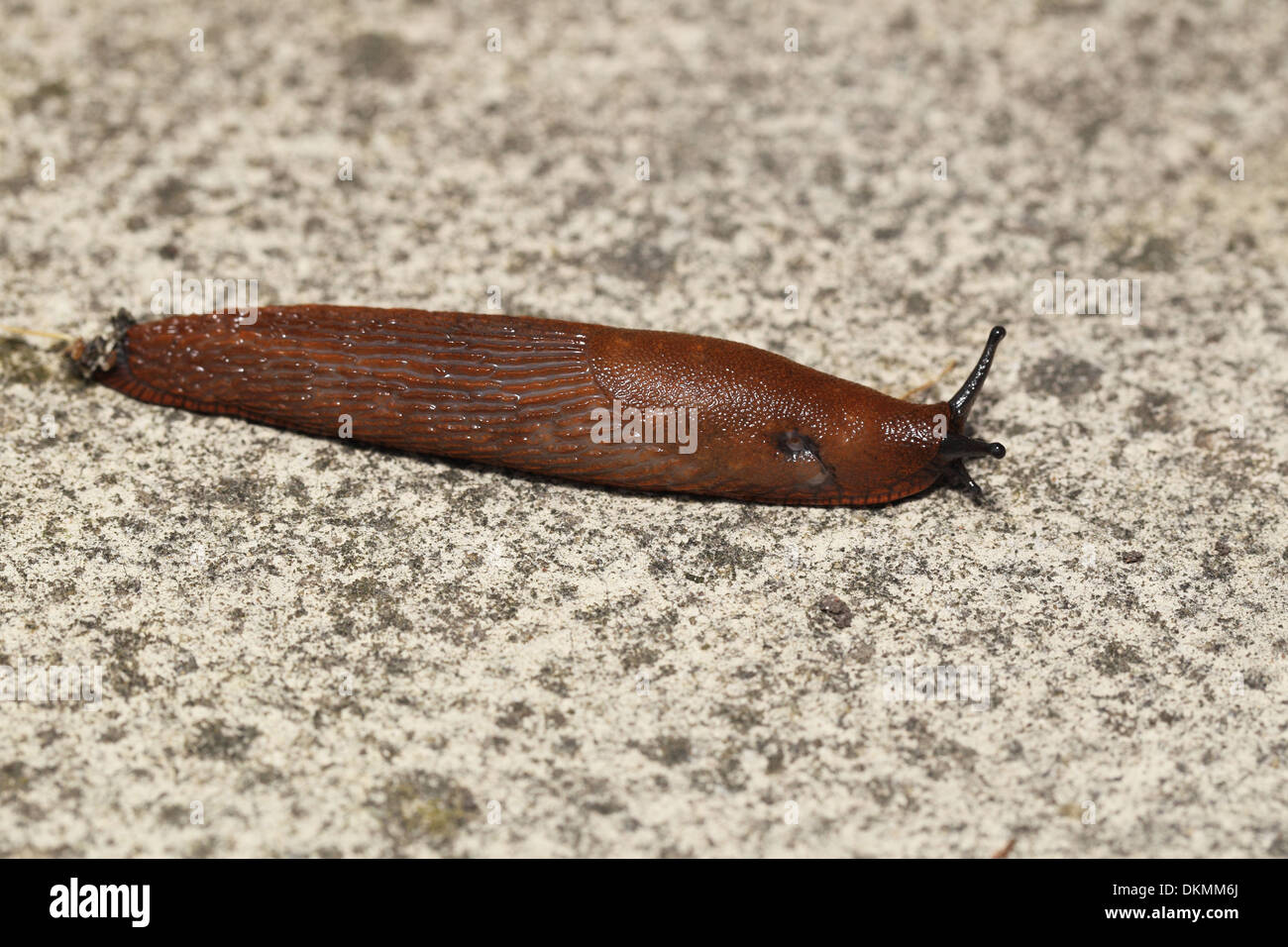 slug moving along Stock Photo - Alamy