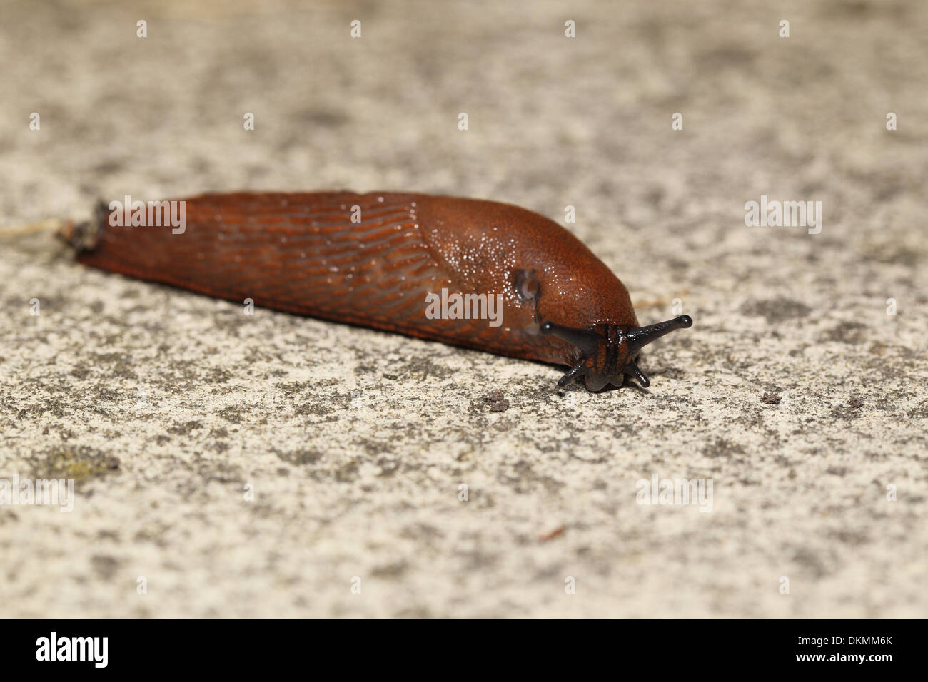 Slug Slime High Resolution Stock Photography and Images - Alamy