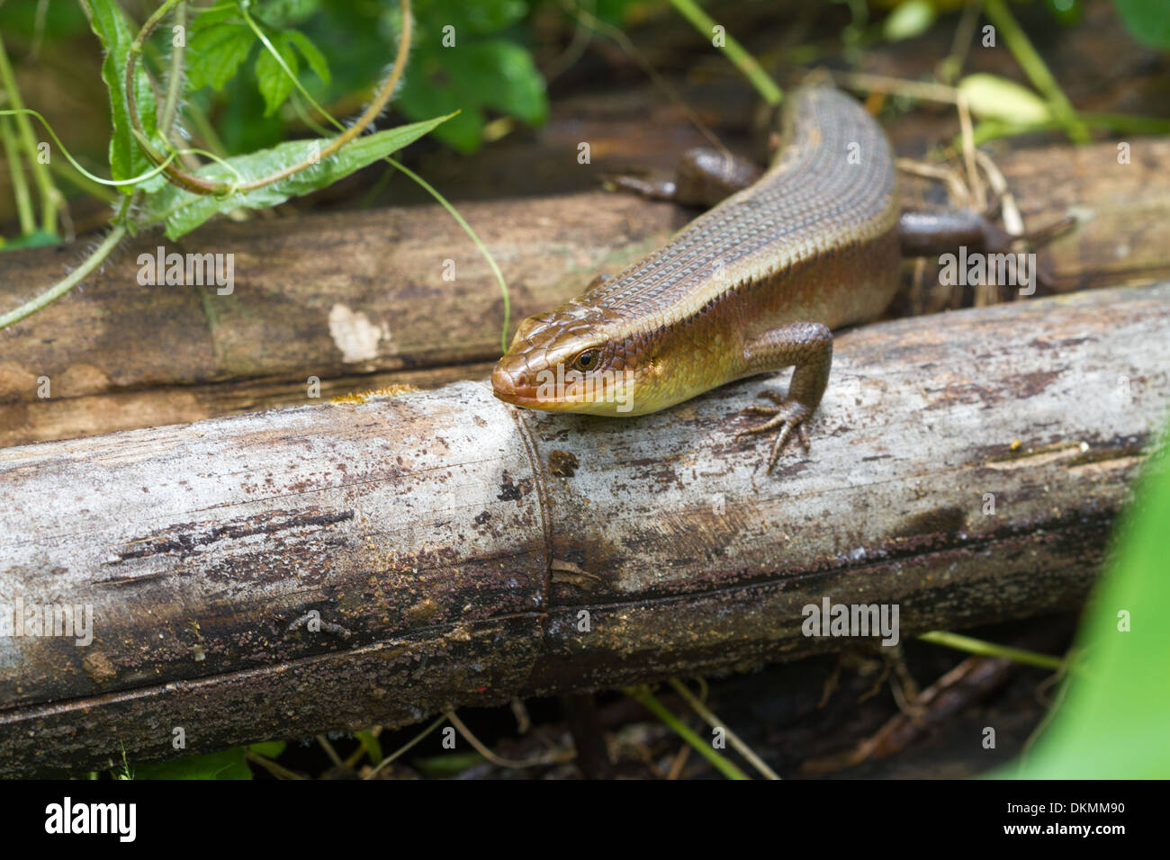 Small lizard species hi-res stock photography and images - Alamy