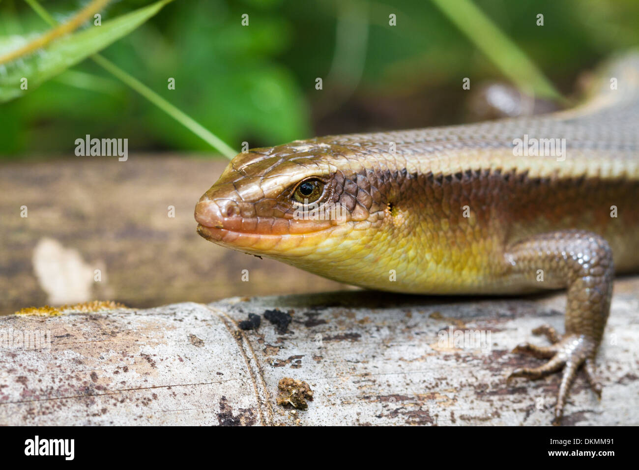 Small lizard species hi-res stock photography and images - Alamy