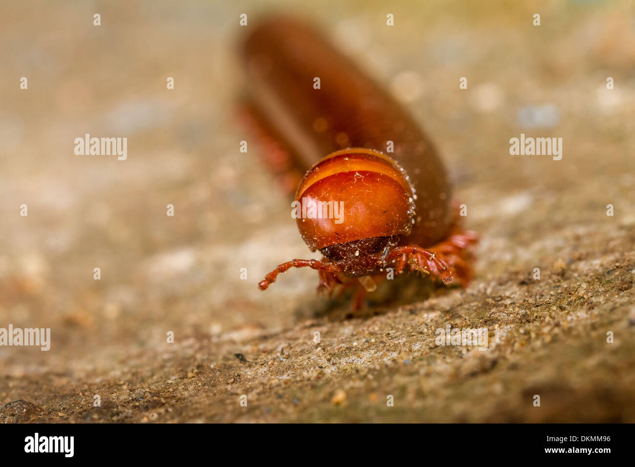 Red millipede hi-res stock photography and images - Alamy