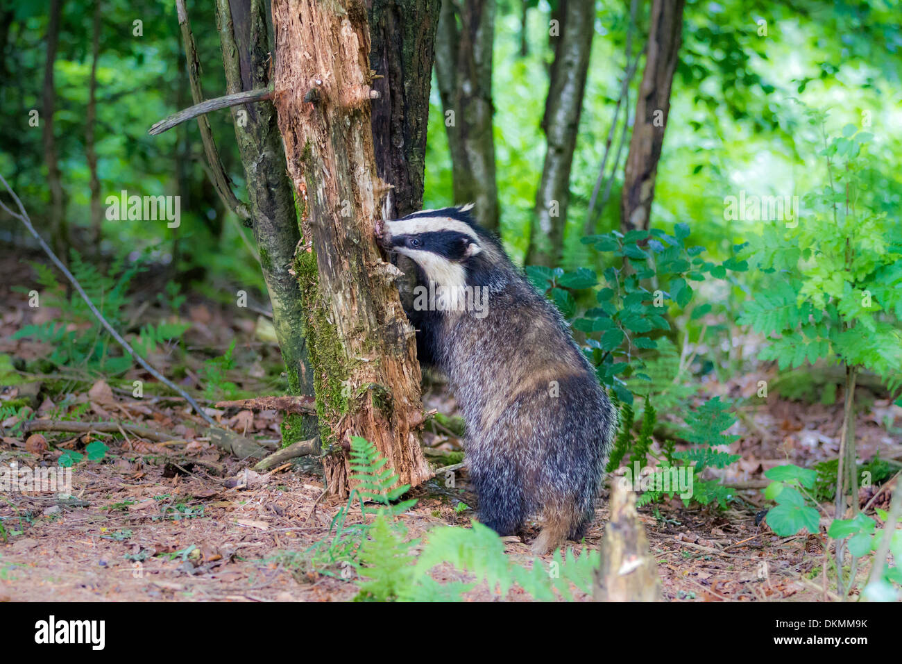 Black and white wildlife hi-res stock photography and images - Alamy