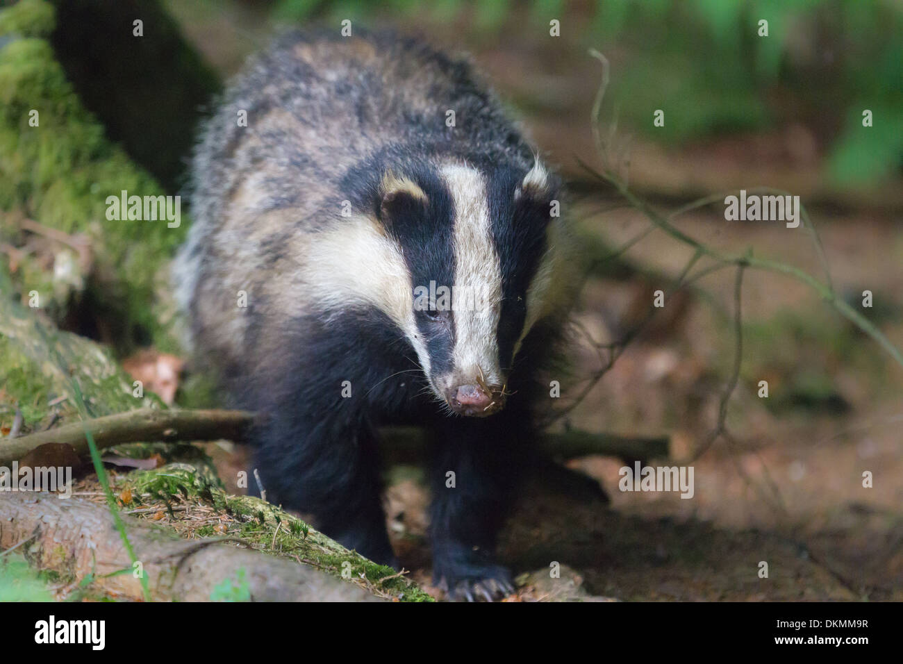 Badger fur hi-res stock photography and images - Alamy
