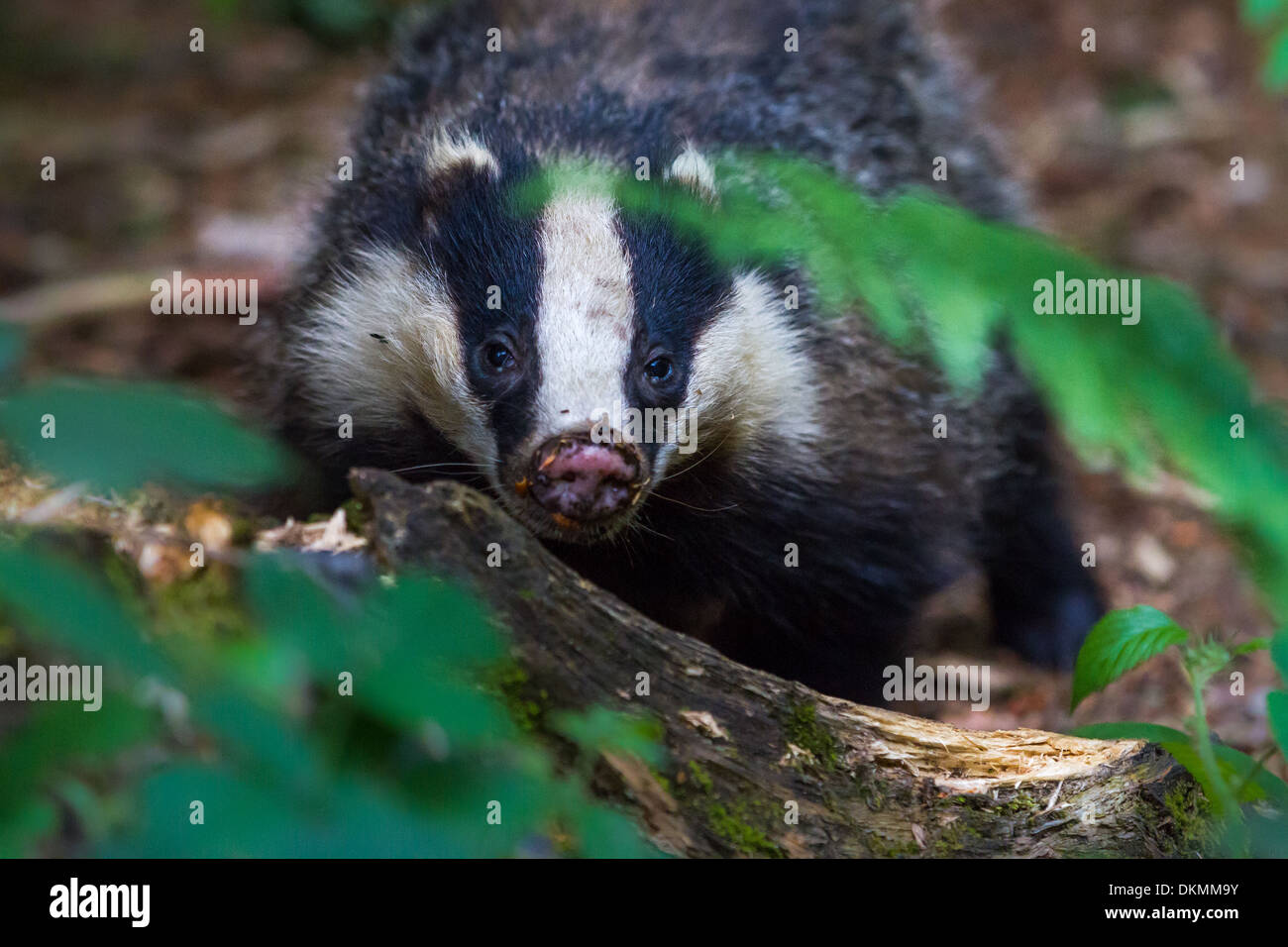 Beautiful badger hi-res stock photography and images - Alamy