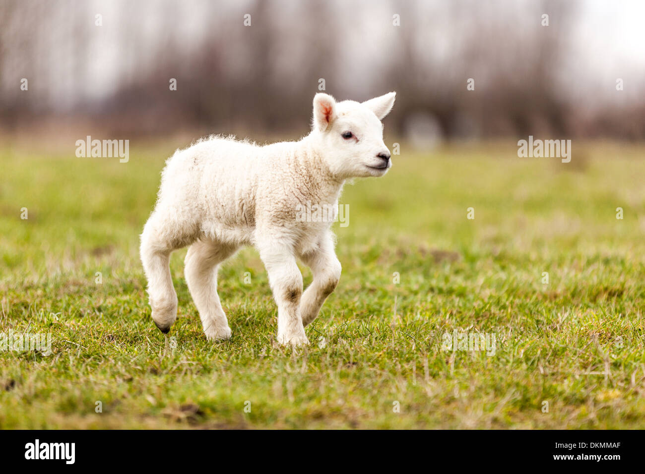 Baby lamb running hi-res stock photography and images - Alamy