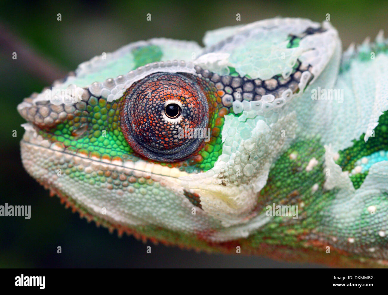 Chameleons hi-res stock photography and images - Alamy
