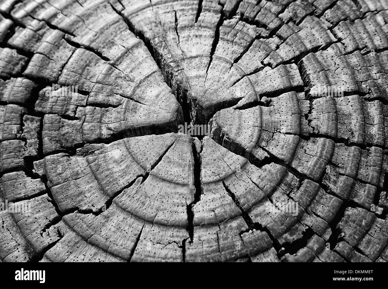 Cracked tree stump Stock Photo - Alamy
