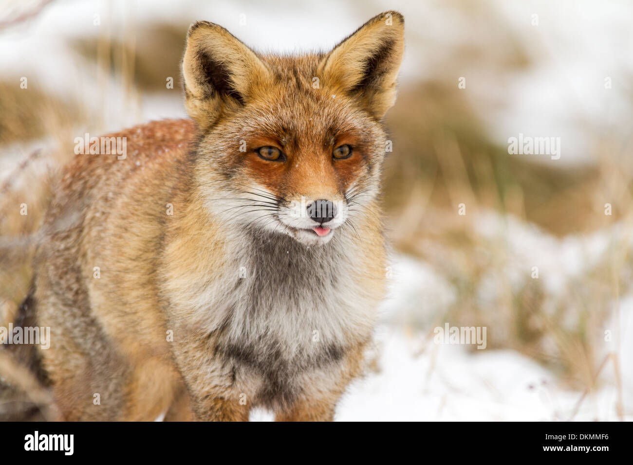Common species hi-res stock photography and images - Alamy