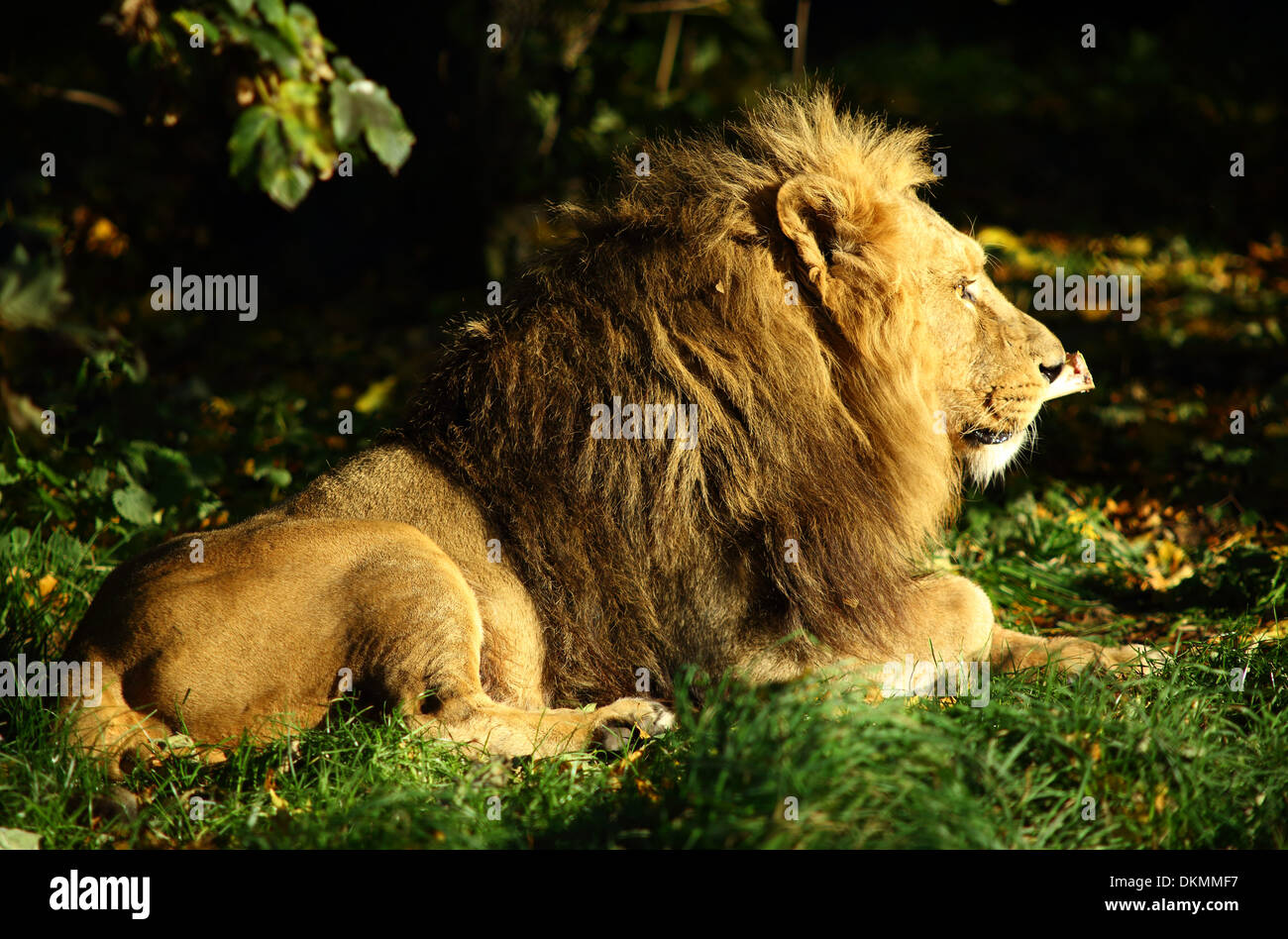 Male lion big golden hi-res stock photography and images - Alamy