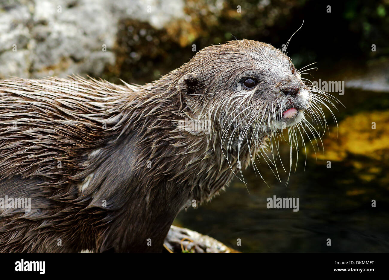 Otters in uk waters hi-res stock photography and images - Alamy