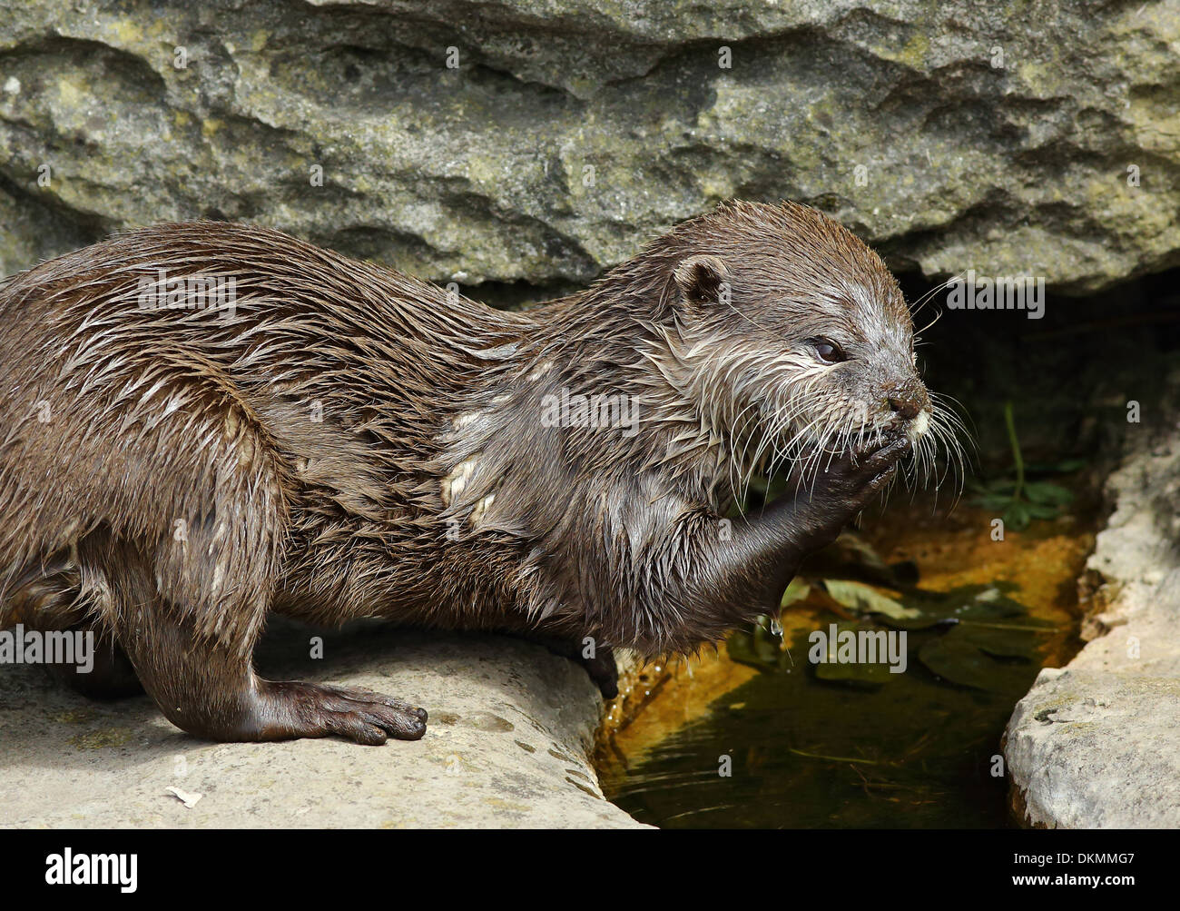 Group of british otters hi-res stock photography and images - Alamy
