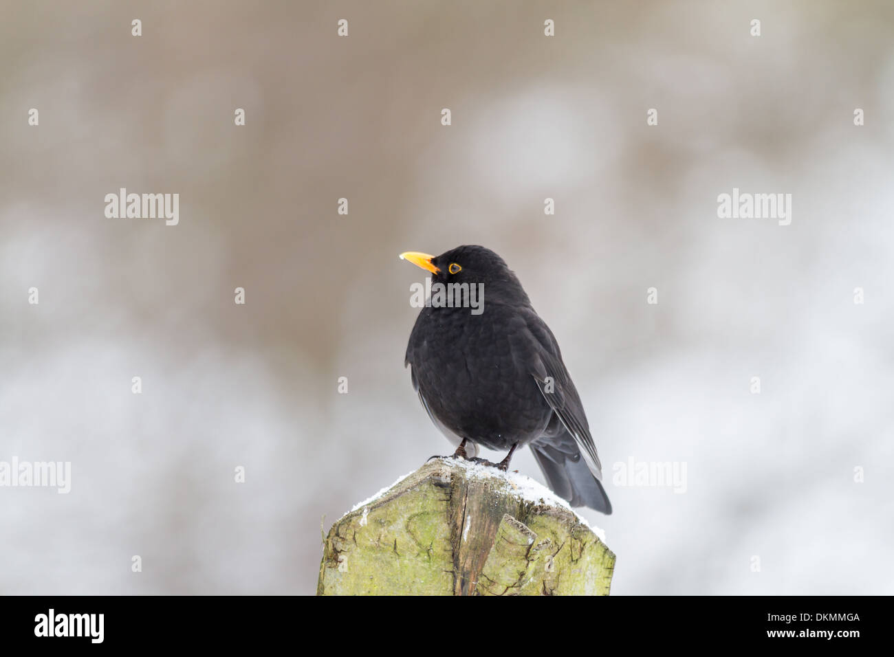 The Common Blackbird Turdus merula is a species of true thrush. It is ...