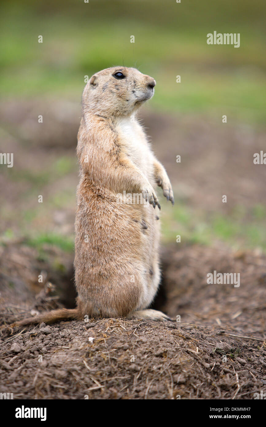 Prairie dog on look out Stock Photo - Alamy
