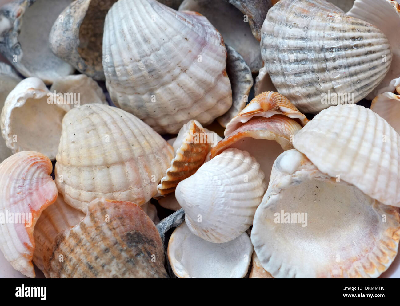 Shell valves hi-res stock photography and images - Alamy