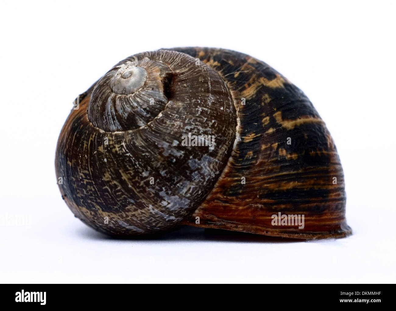 Gastropod shell hi-res stock photography and images - Alamy