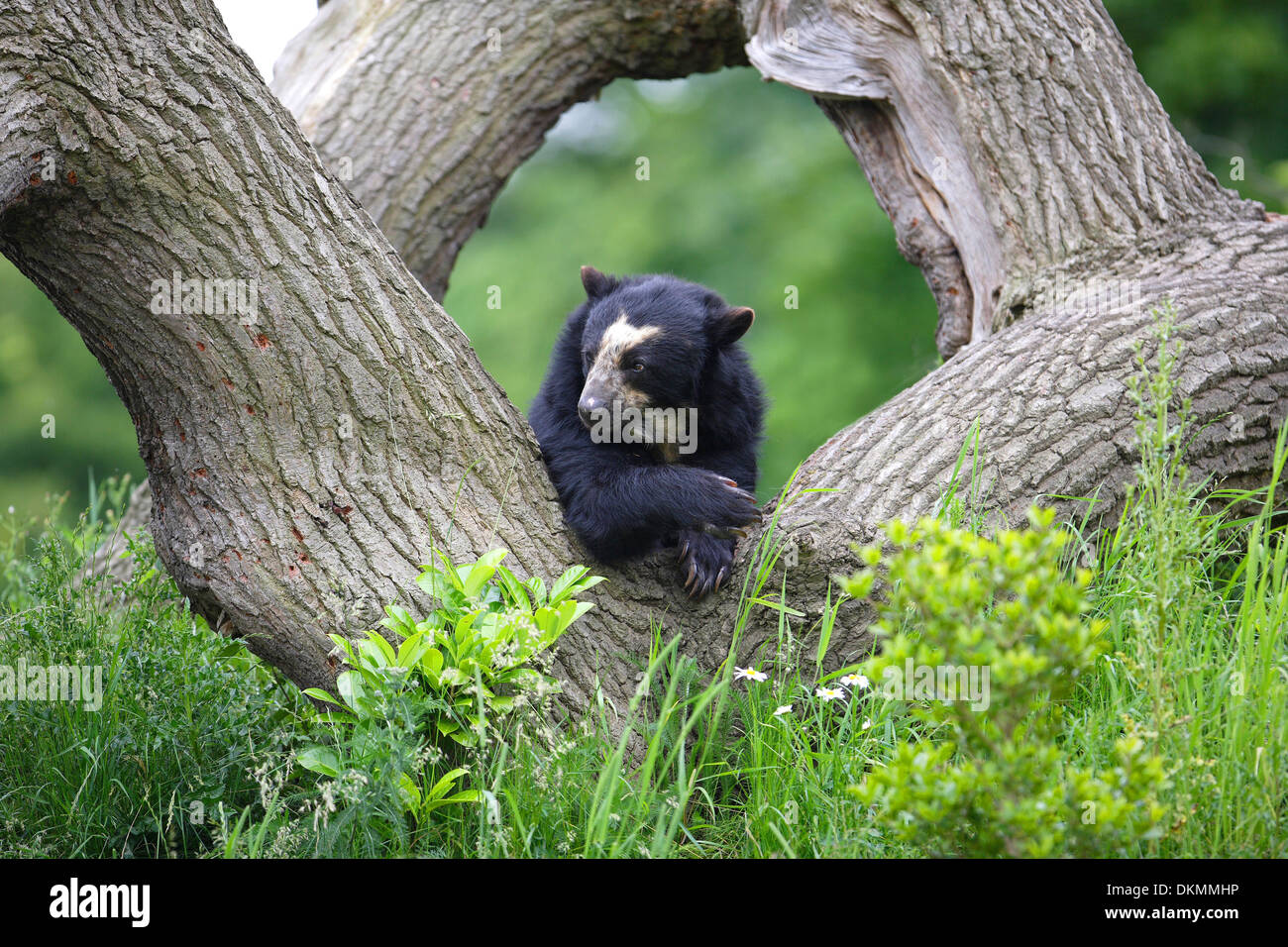 Spectacled bear resting on a tree Stock Photo - Alamy