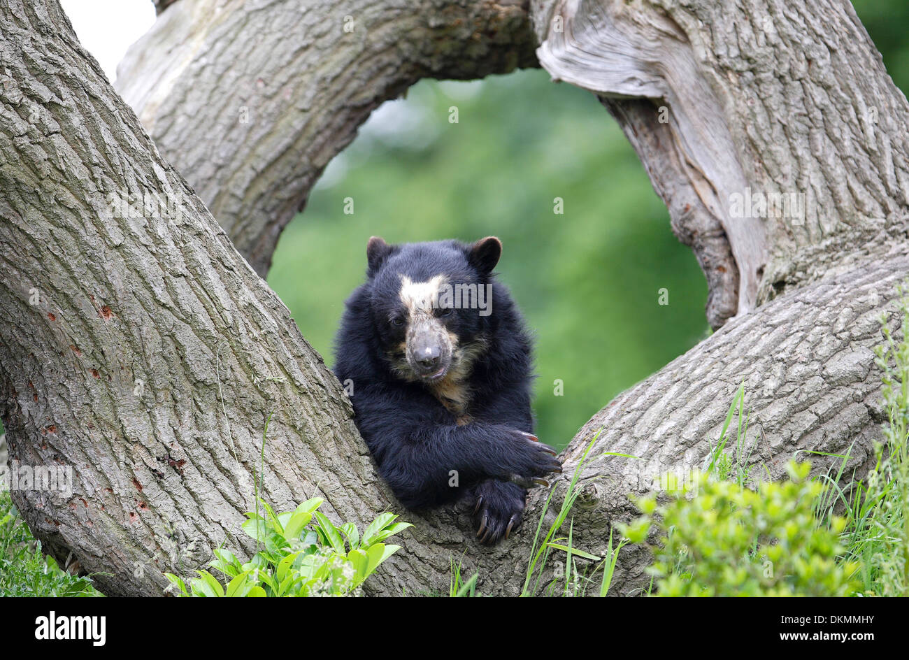 Spectacled bear resting on a tree Stock Photo - Alamy