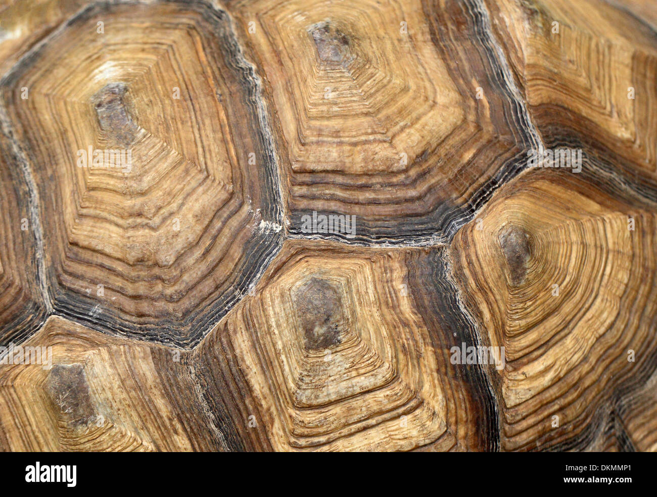 Tortoise shell pattern hi-res stock photography and images - Alamy