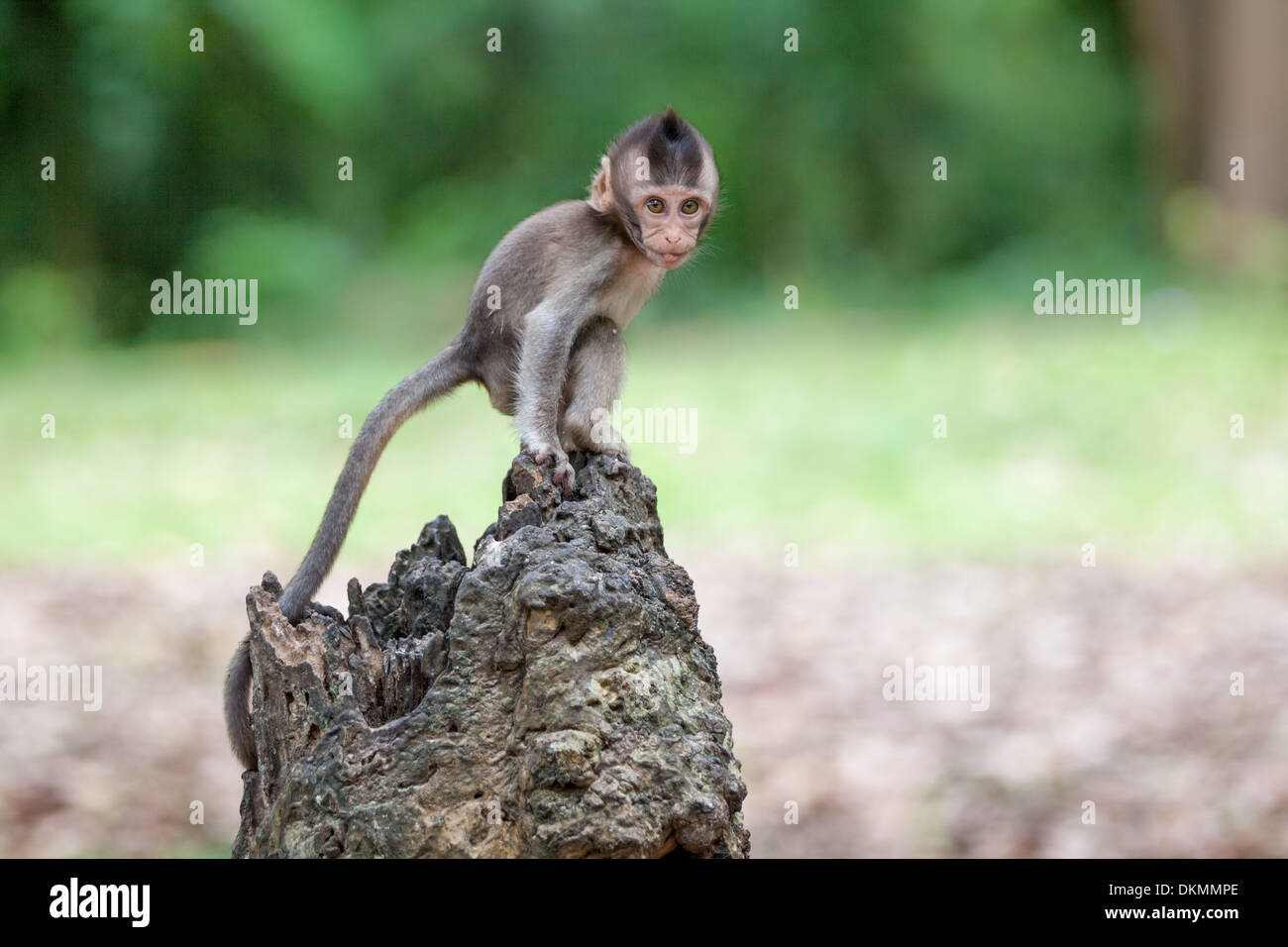 Monkeys near the temple hi-res stock photography and images - Alamy