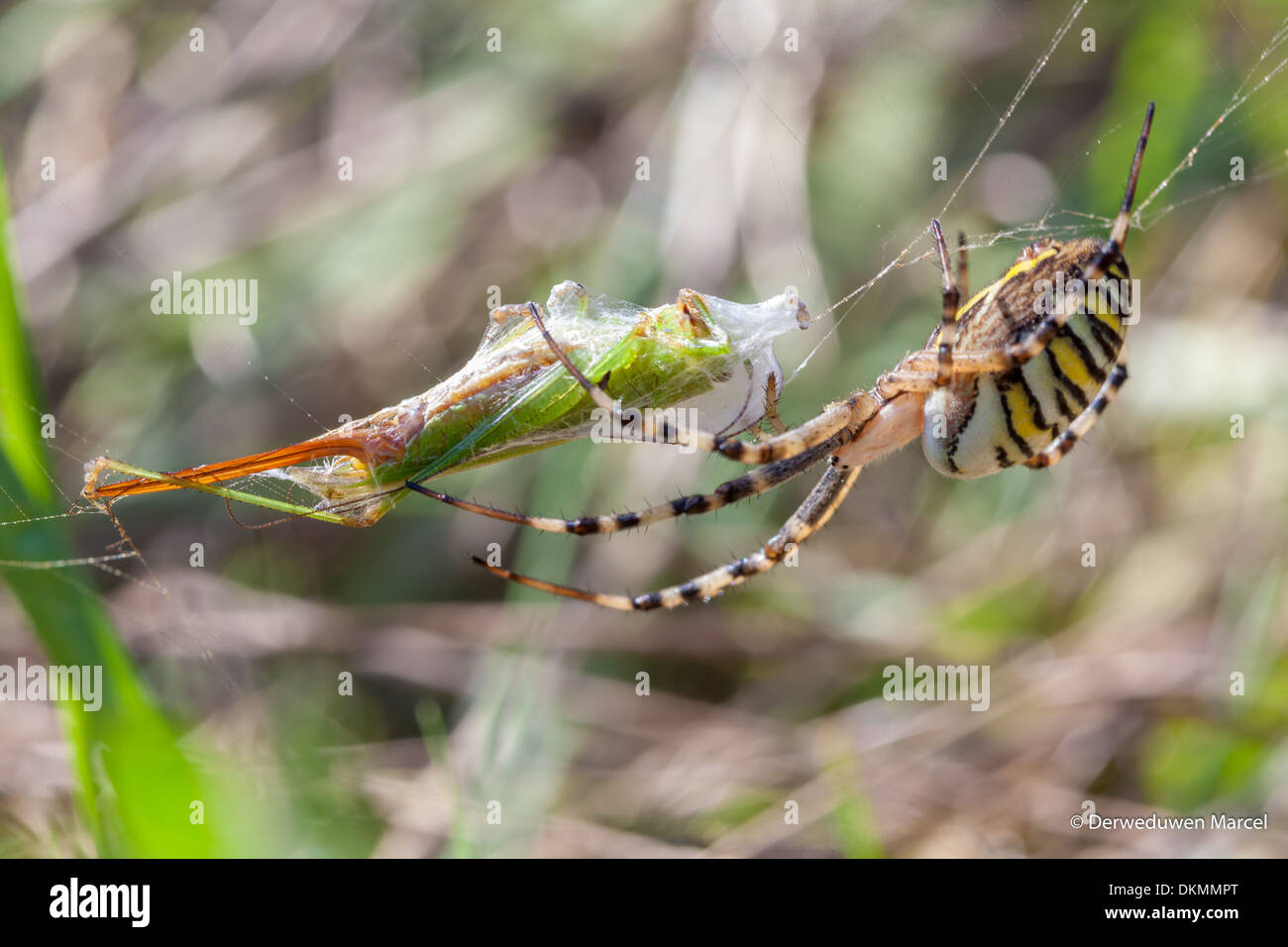 in the field of German you can find an spider Stock Photo - Alamy