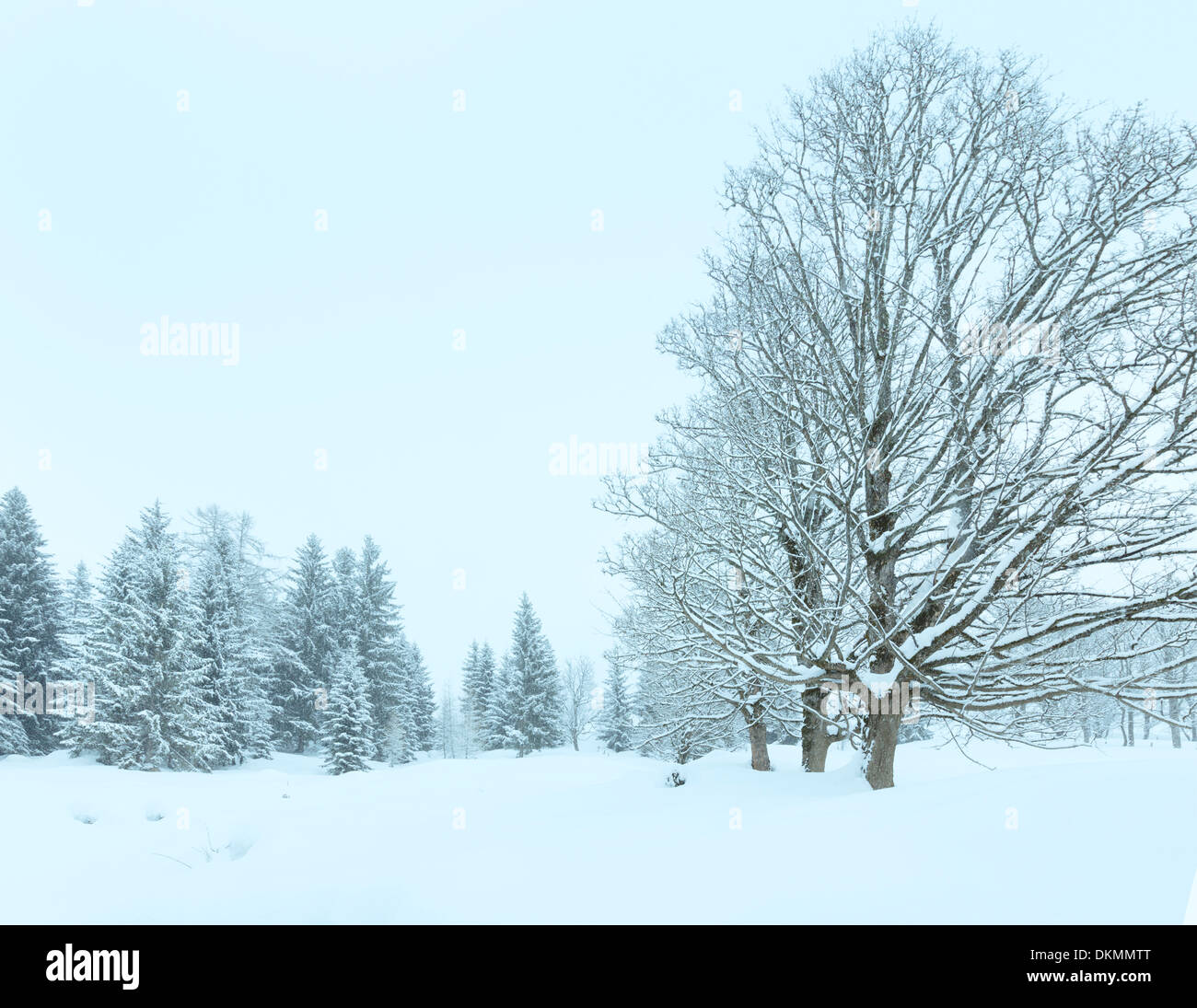 Winter mountain foggy dull day snowfall landscape Stock Photo - Alamy
