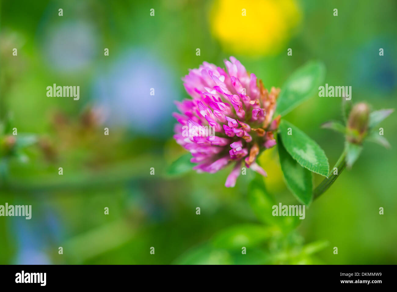 Clover lawn weed hi-res stock photography and images - Alamy