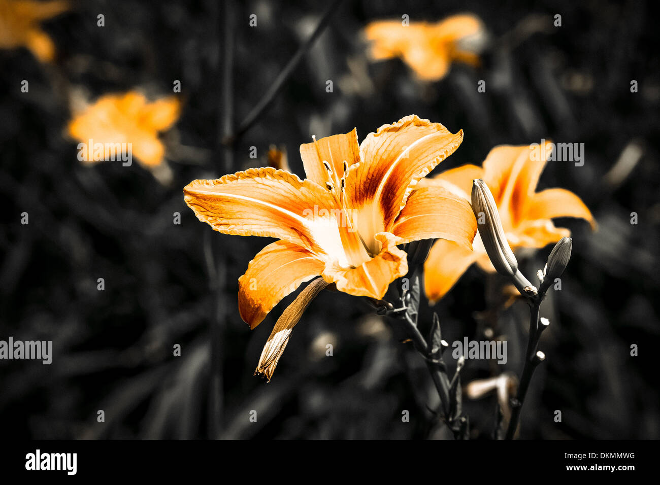 Desaturated Color High Resolution Stock Photography and Images - Alamy