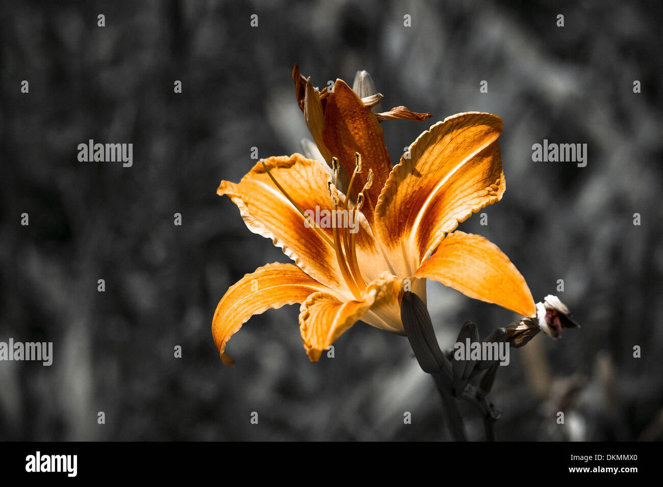 Orange Day lily Flower On Gray 2. Orange day lily flower against ...