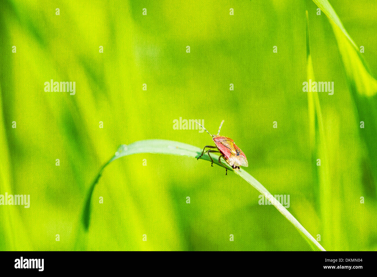 Bug World High Resolution Stock Photography and Images - Alamy