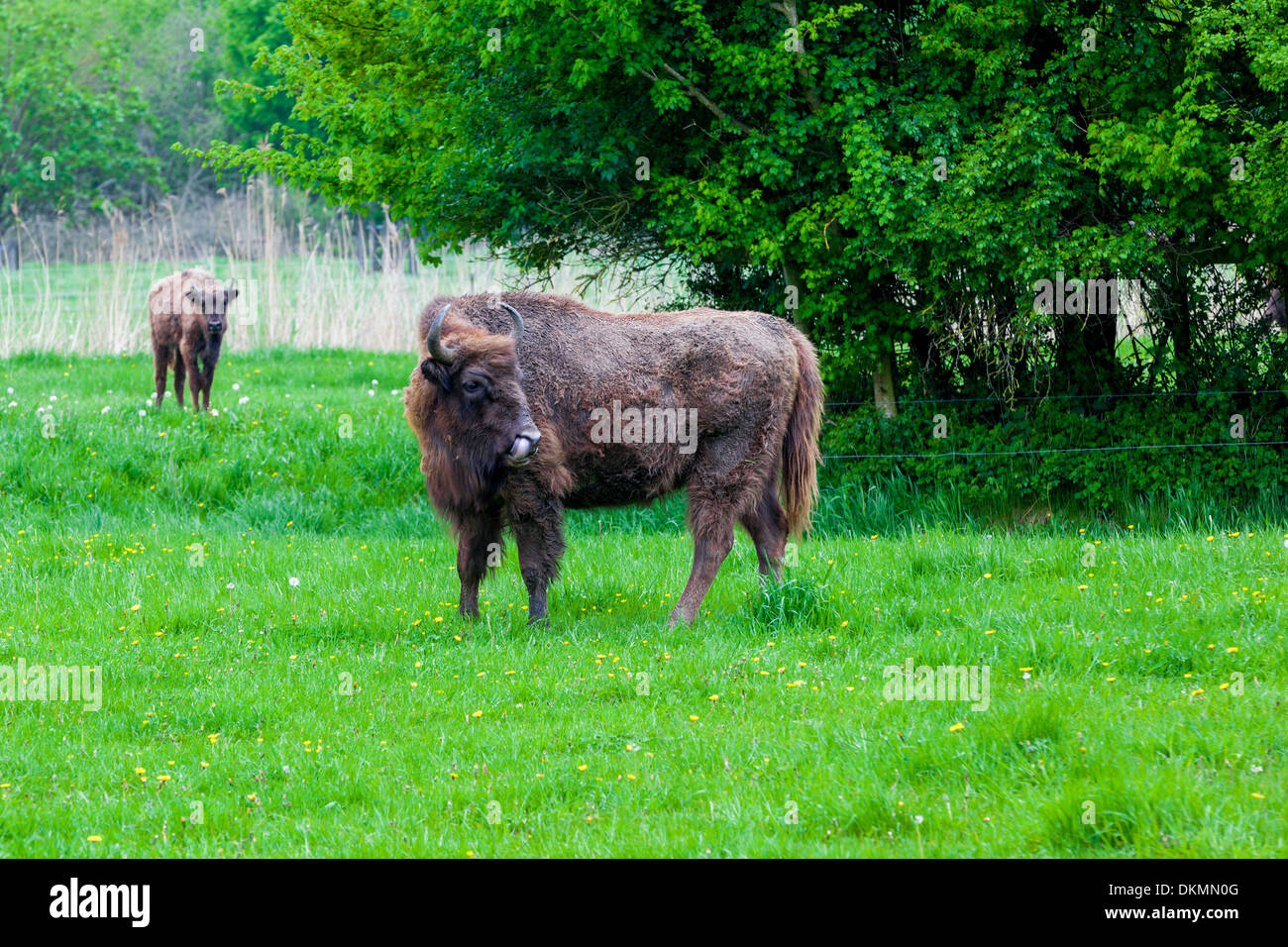 Wisent bison grass hi-res stock photography and images - Alamy