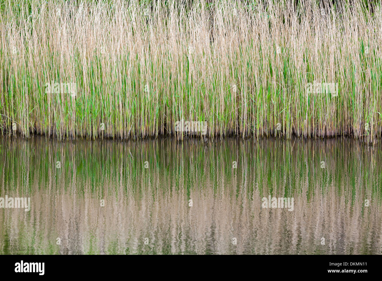 Phragmites hi-res stock photography and images - Alamy
