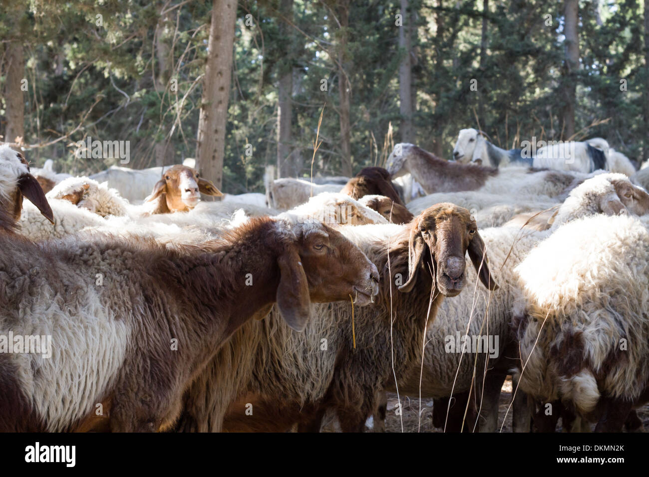 Beautiful photo herd of sheep in the forest. Israel Stock Photo - Alamy