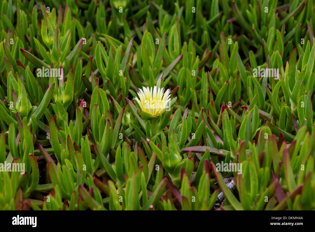 Single flower grass hi-res stock photography and images - Alamy