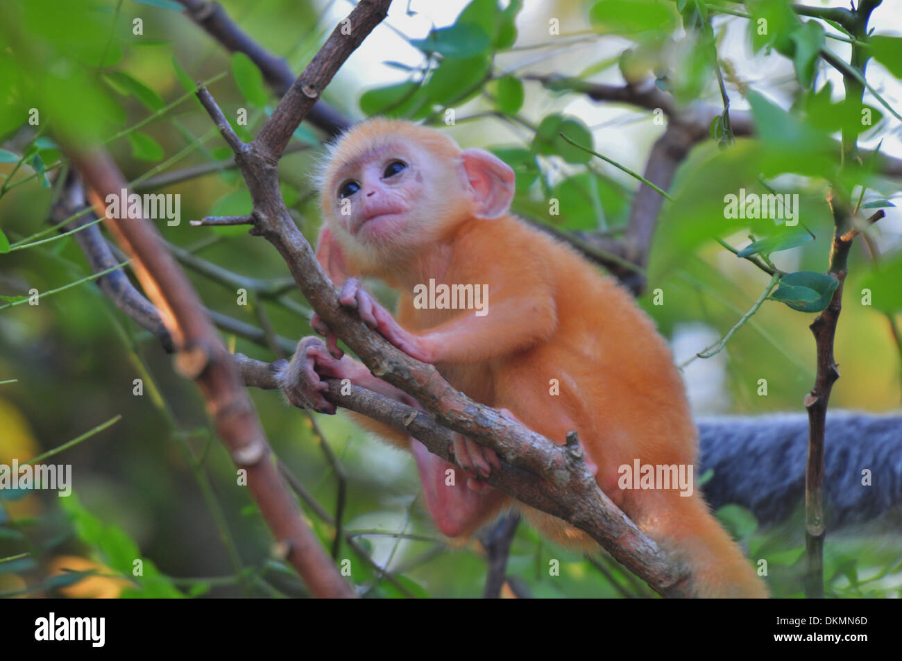 Young Silver leaf monkey - Infant Silver Langur - Lutung: Brunei Stock ...