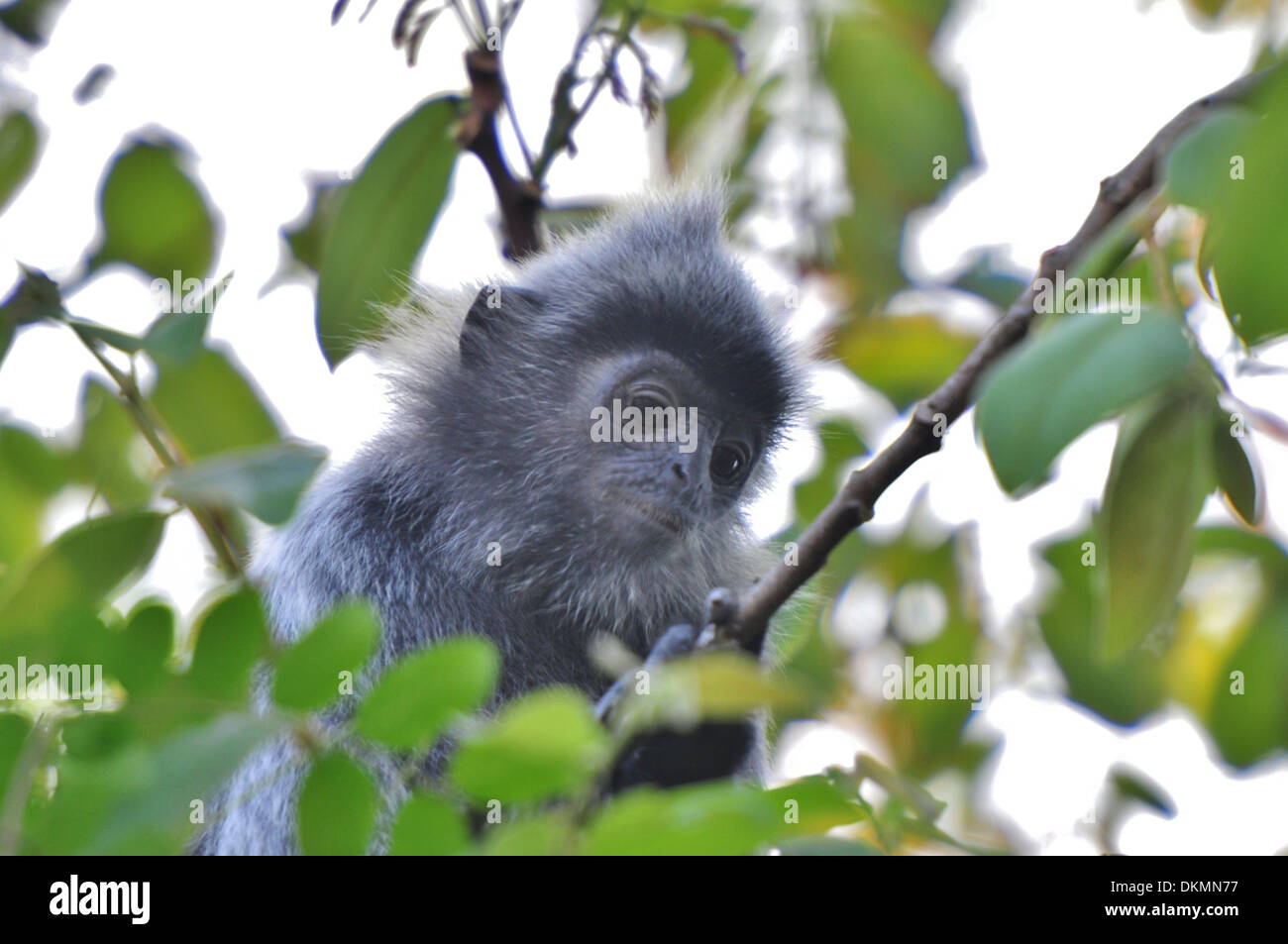 Silver langur hi-res stock photography and images - Alamy