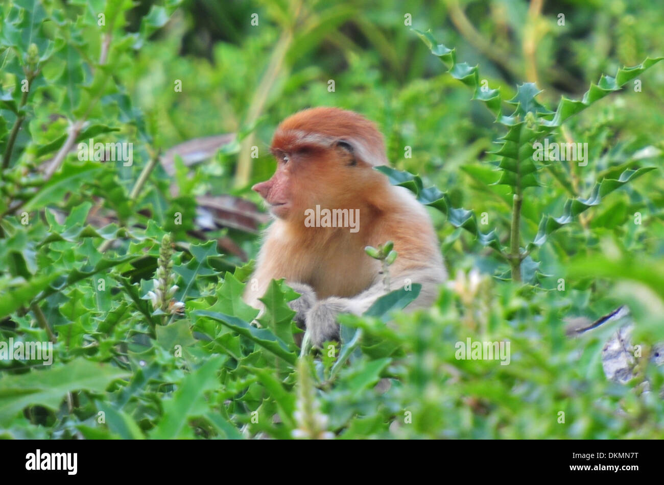 Proboscis monkey (Nasalis larvatus) - Brunei Stock Photo - Alamy