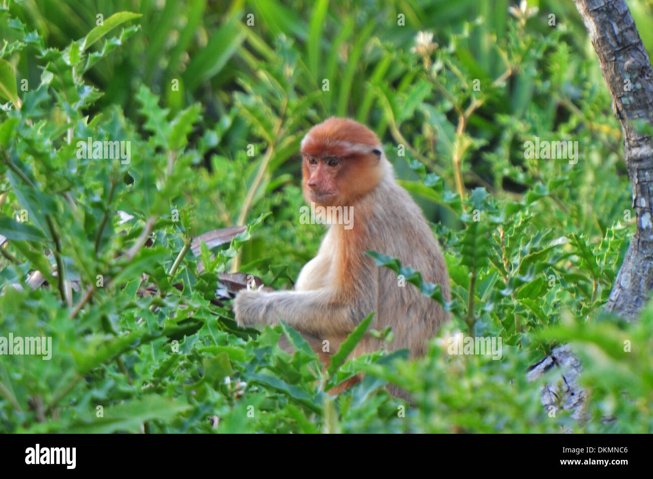 Proboscis monkey (Nasalis larvatus) - Brunei Stock Photo - Alamy