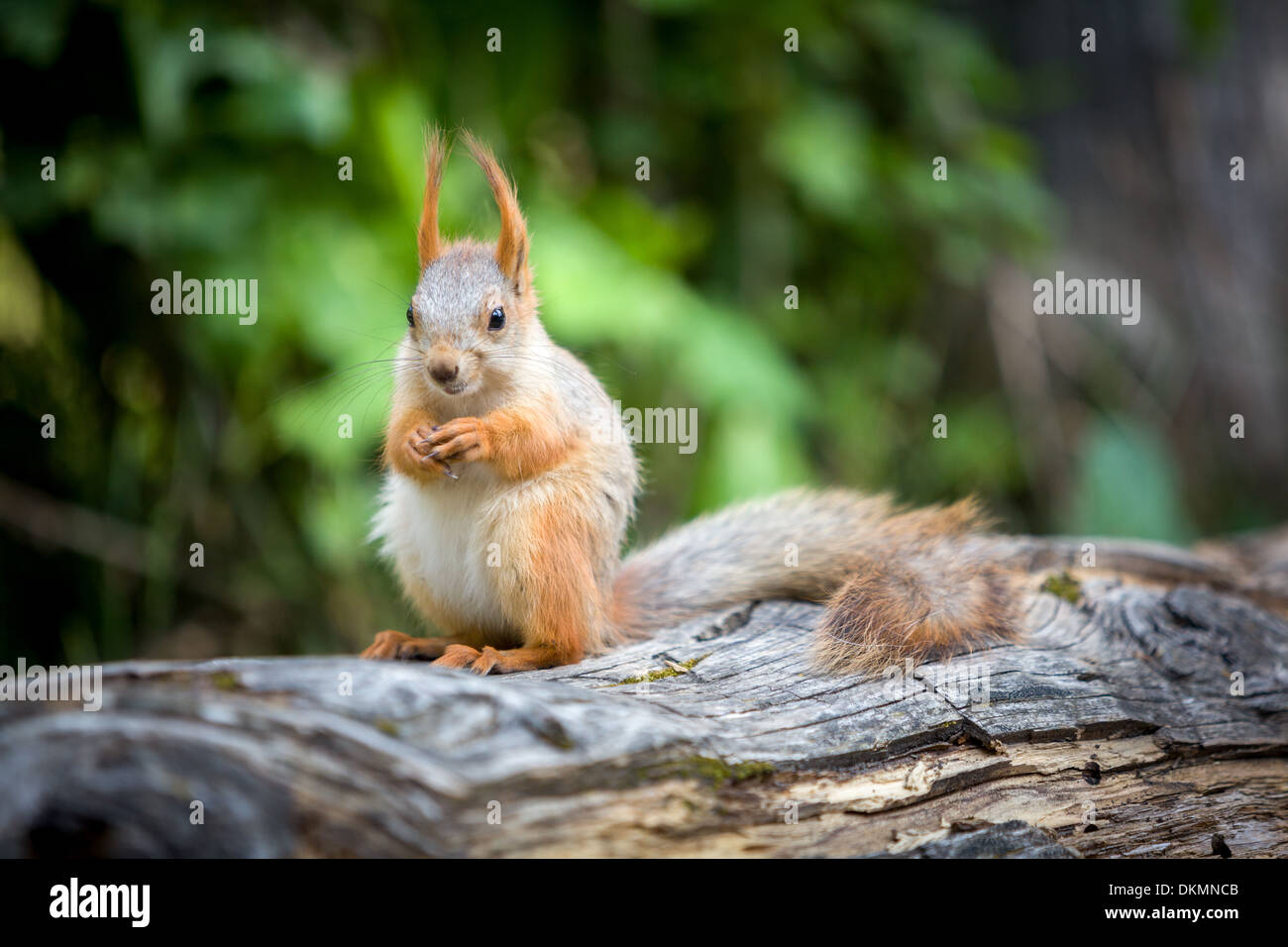 Pretty squirrel hi-res stock photography and images - Alamy