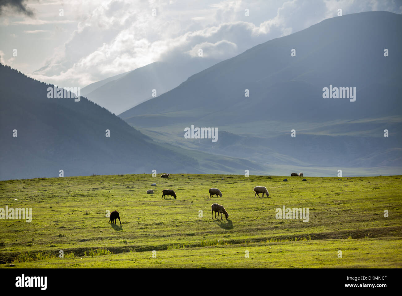 Tien shan mountains sheep hi-res stock photography and images - Alamy
