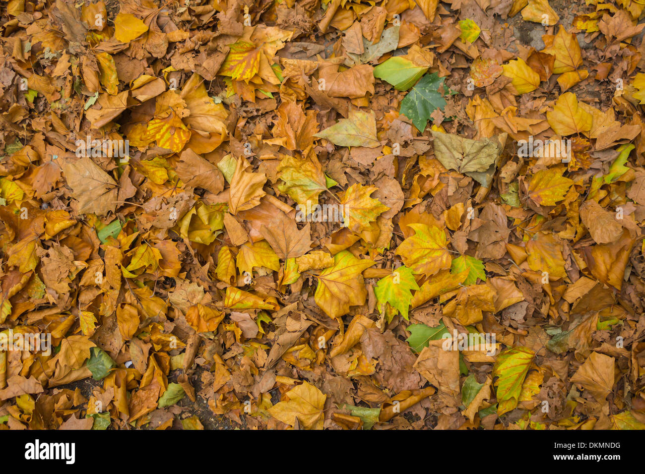Fall leaves texture hi-res stock photography and images - Alamy