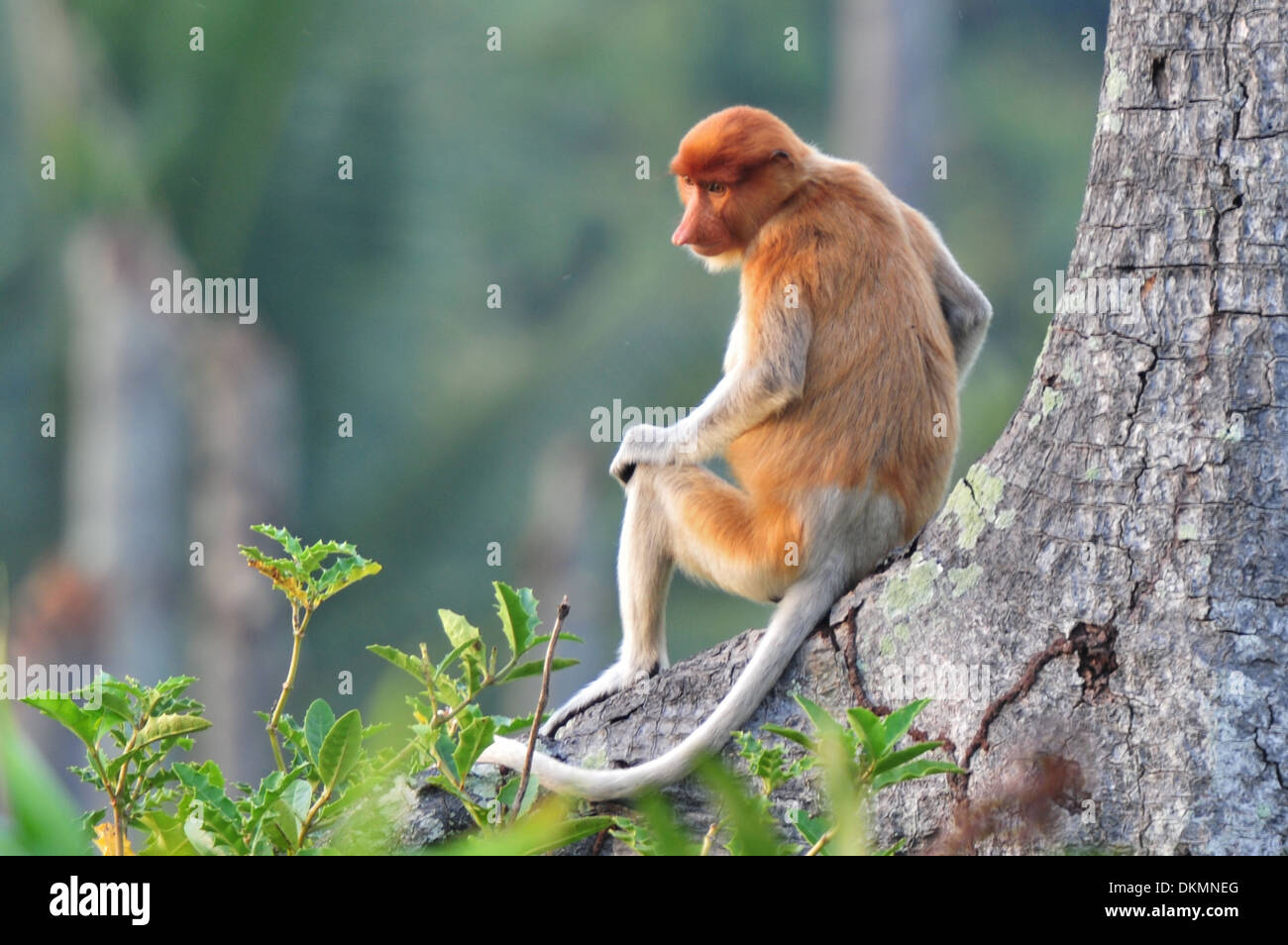 Proboscis monkey (Nasalis larvatus) - Brunei Stock Photo - Alamy