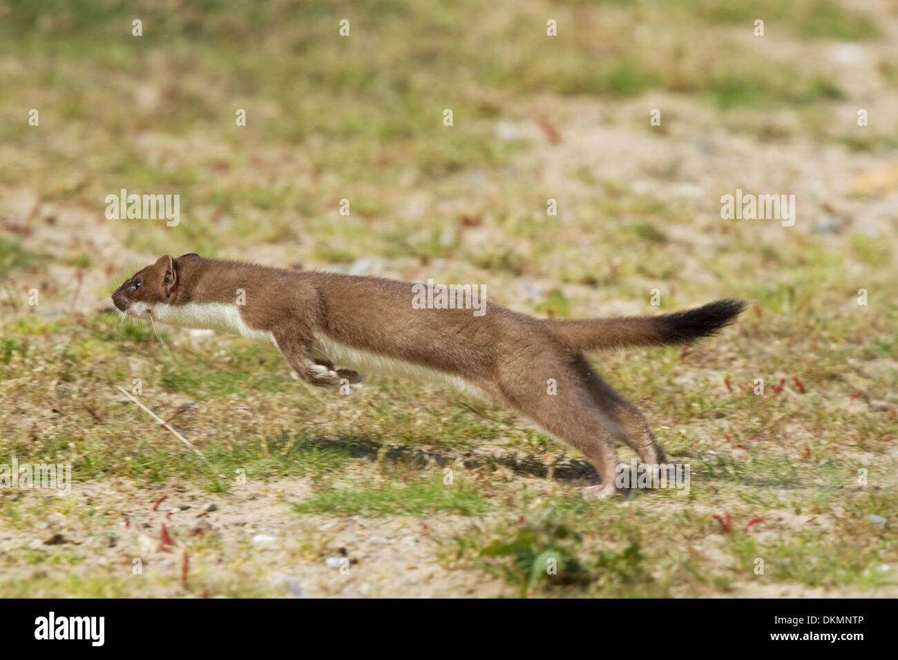 Stoat British High Resolution Stock Photography and Images - Alamy