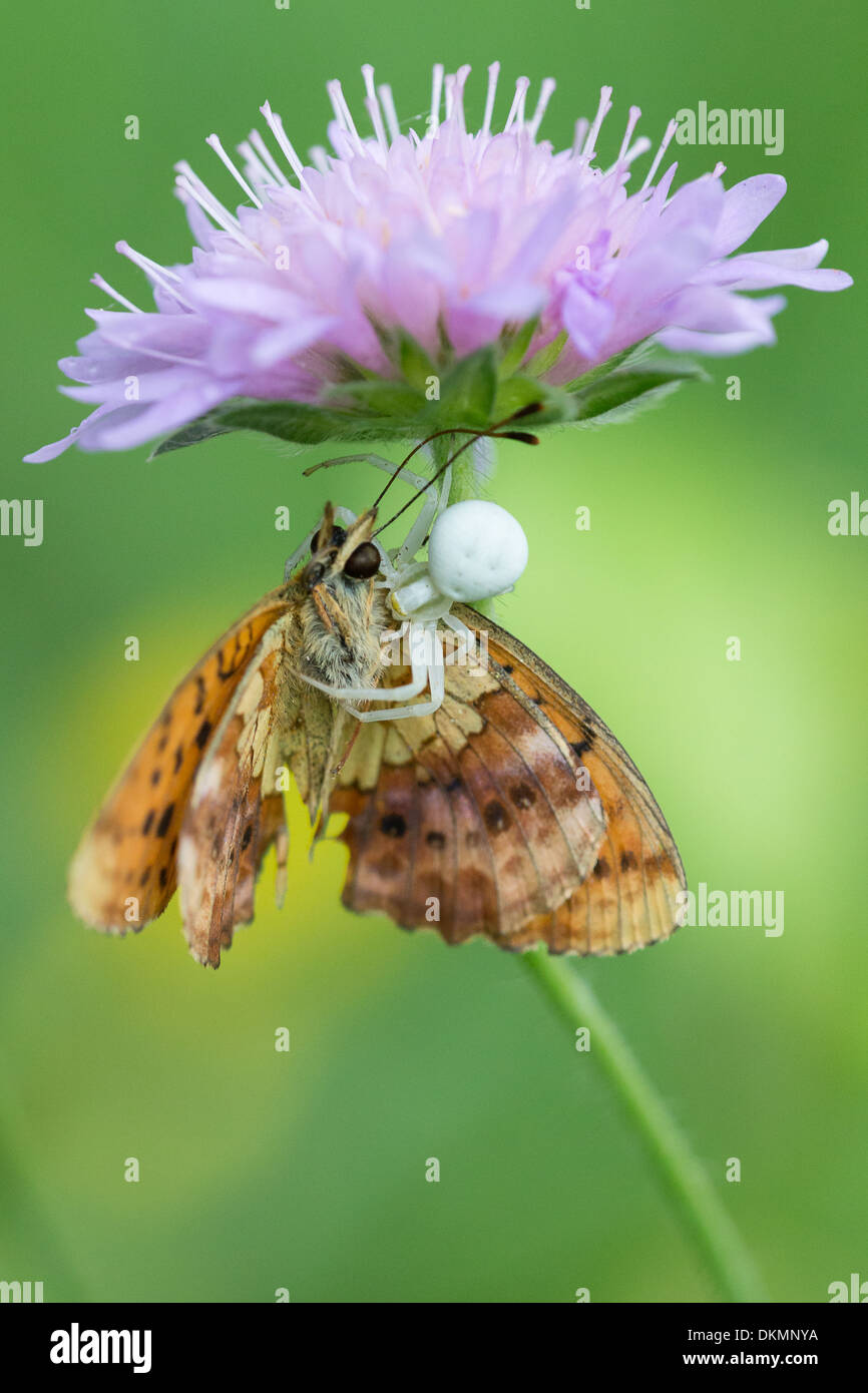 A Marbled Fritillary butterfly (Brenthis daphne) is captured and killed ...